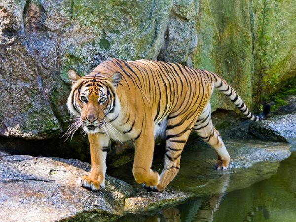 Севилья - Зоопарк Zoo de Sevilla | Турнавигатор